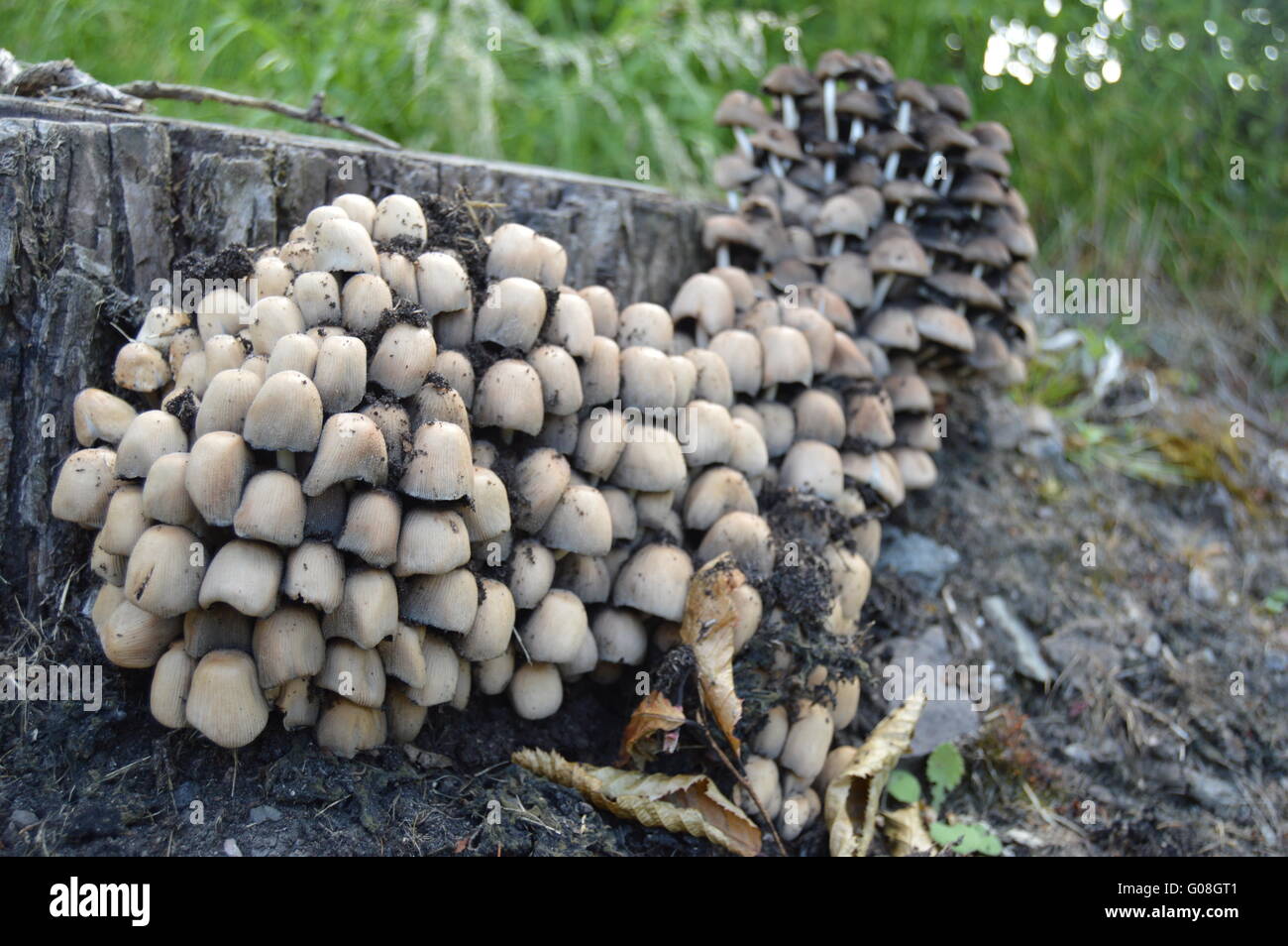 White mushroom patch / fungus patch growing on a log Stock Photo - Alamy