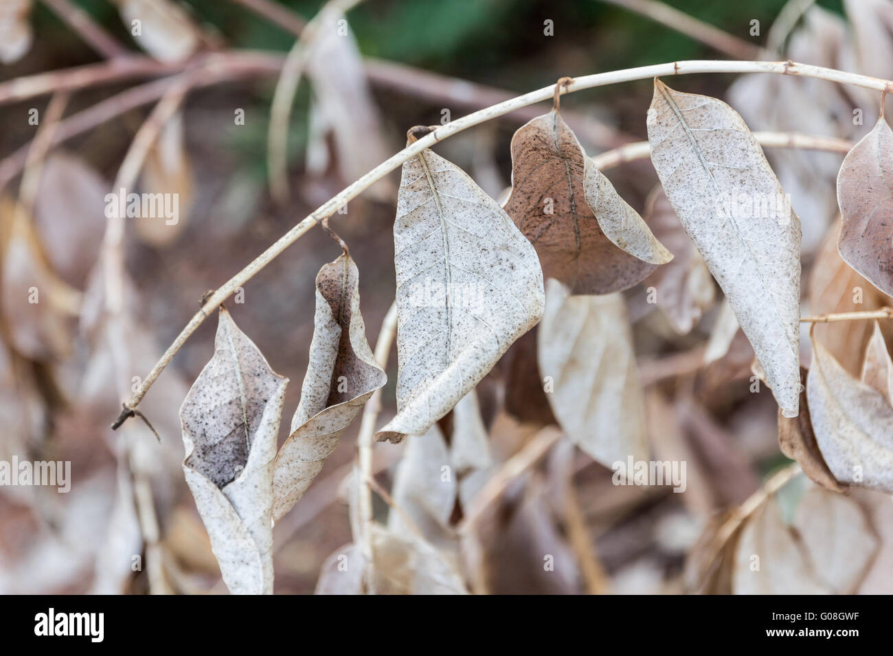 Closeup autumn dry leaves hi-res stock photography and images - Alamy