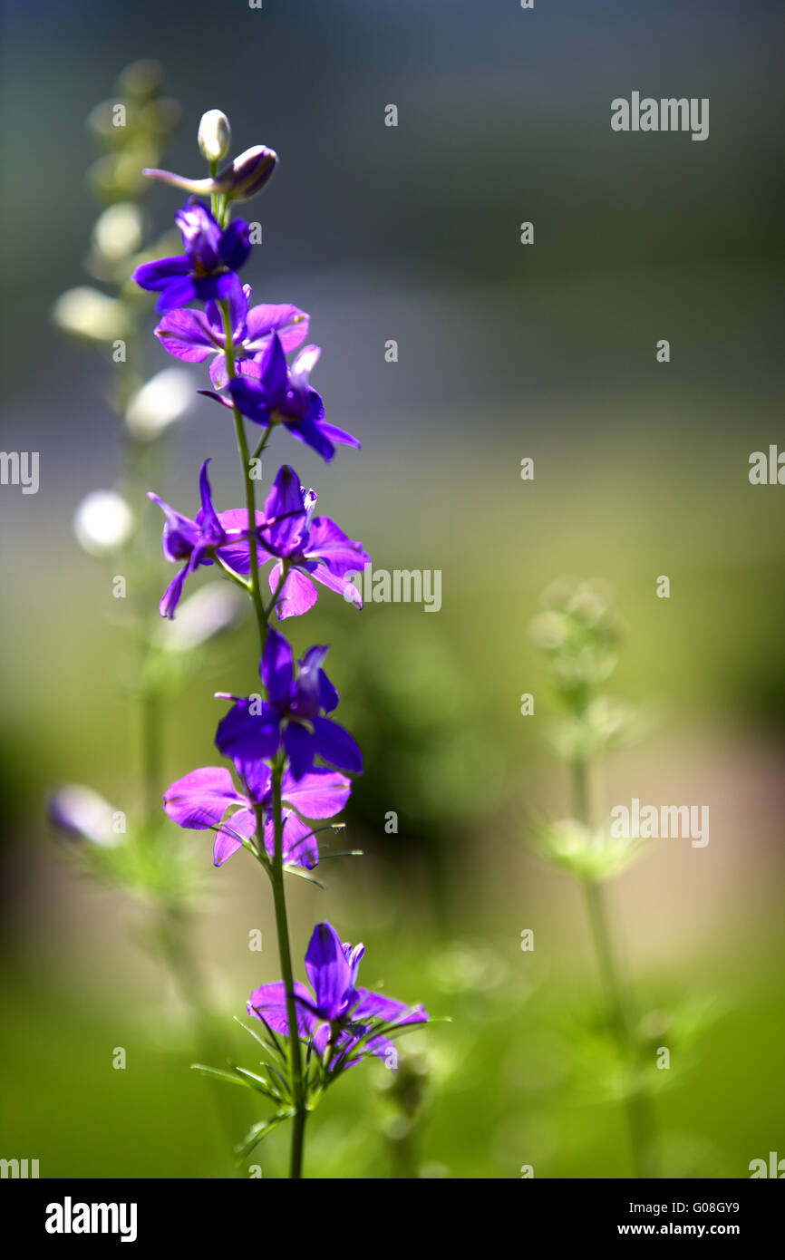 Flowergarden hi-res stock photography and images - Alamy