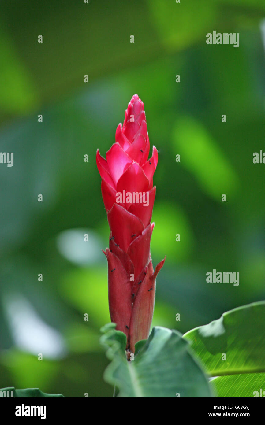 Exotic bloom detail hi-res stock photography and images - Alamy