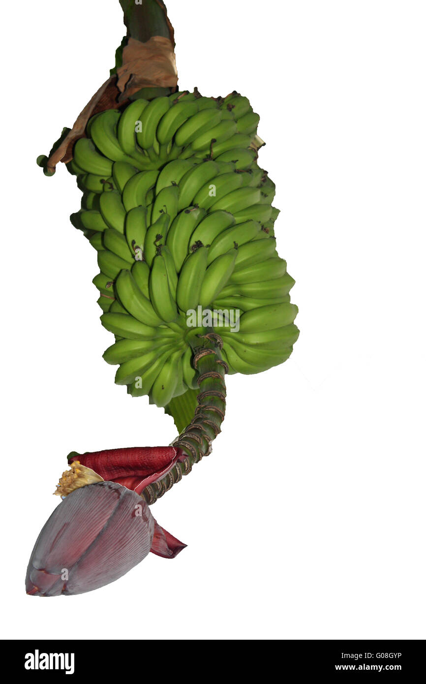 Banana detail Cut Out Stock Images & Pictures - Alamy