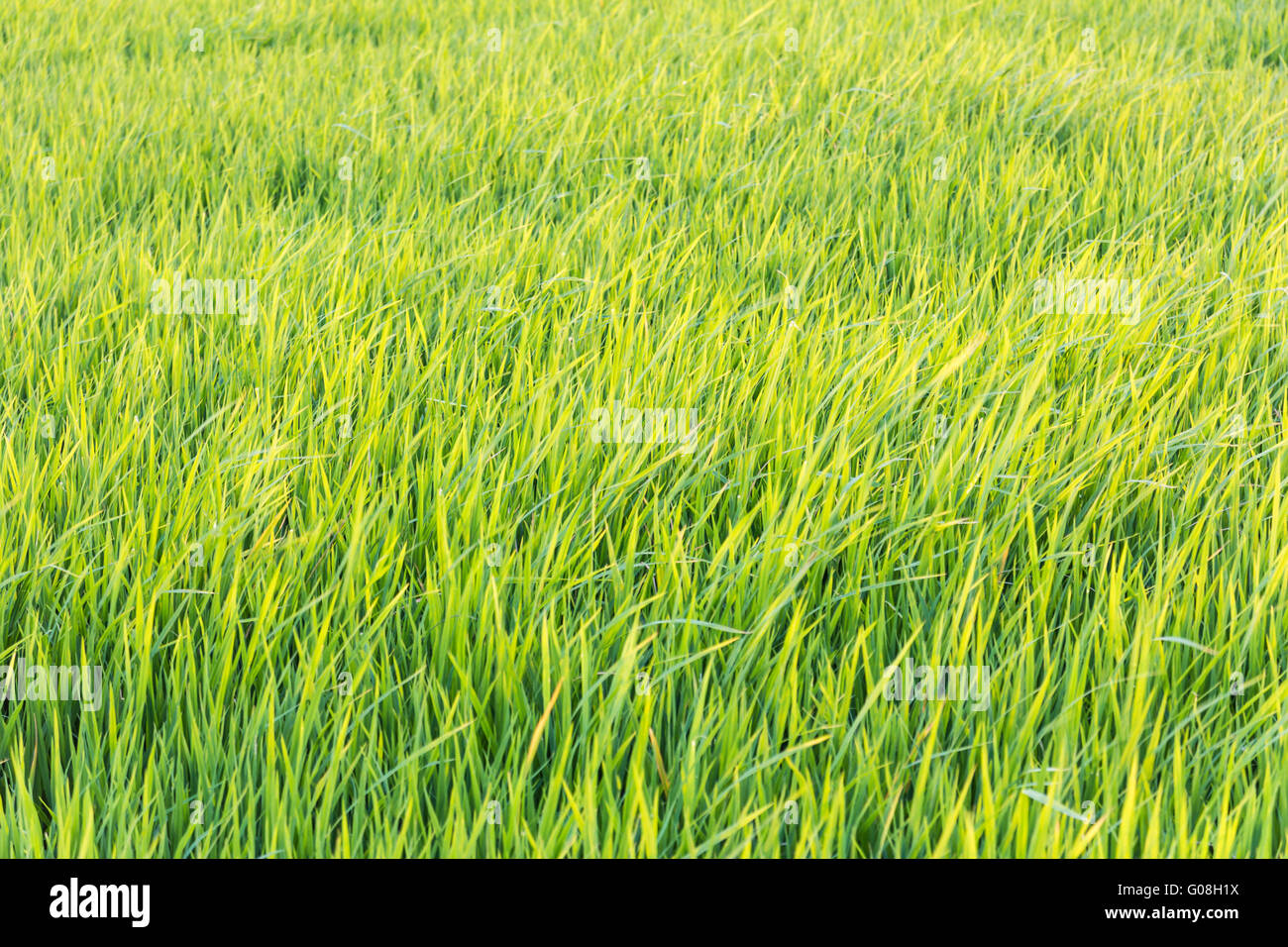 Grasses in the rice field Stock Photo - Alamy
