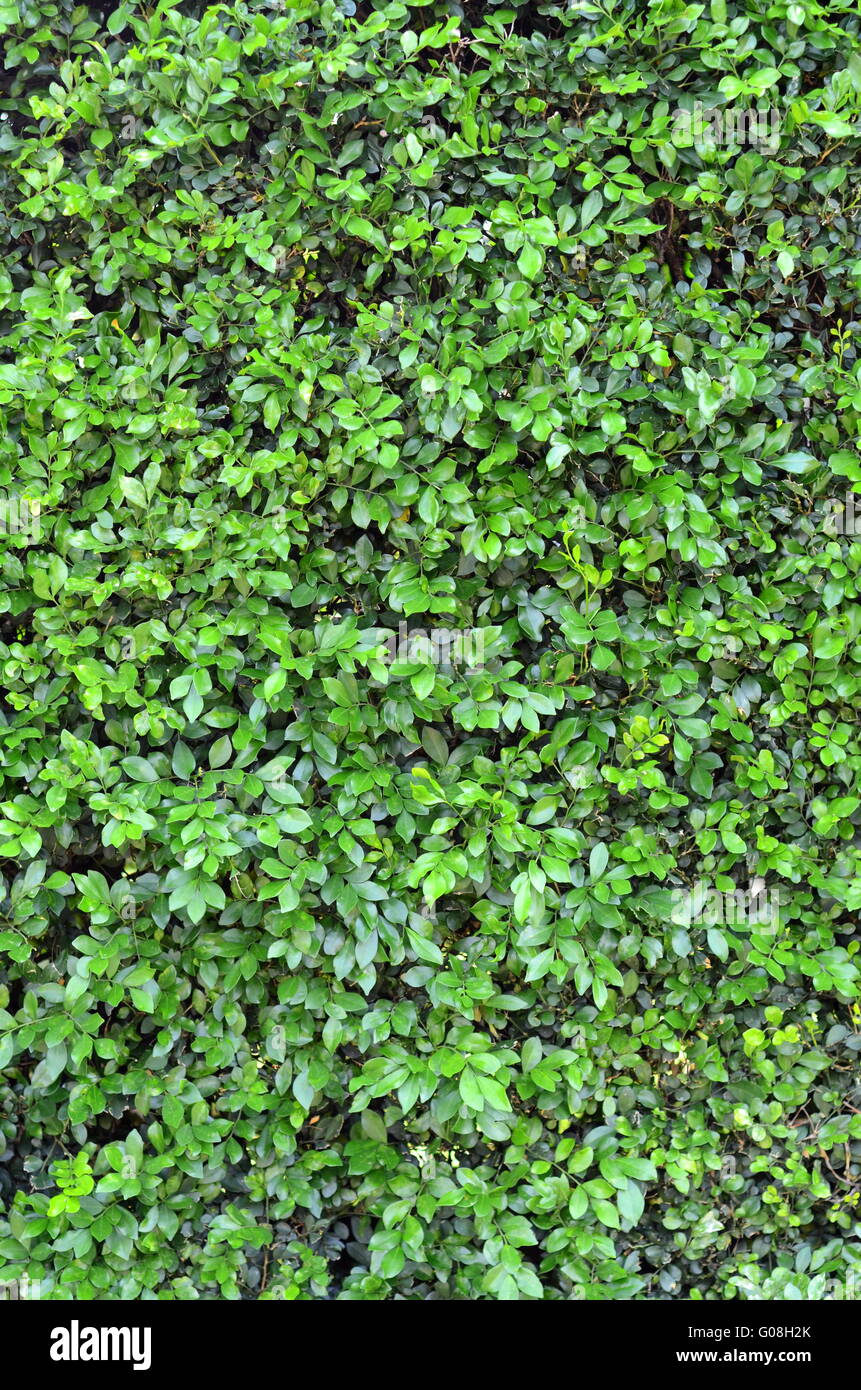 Greenery texture hi-res stock photography and images - Alamy