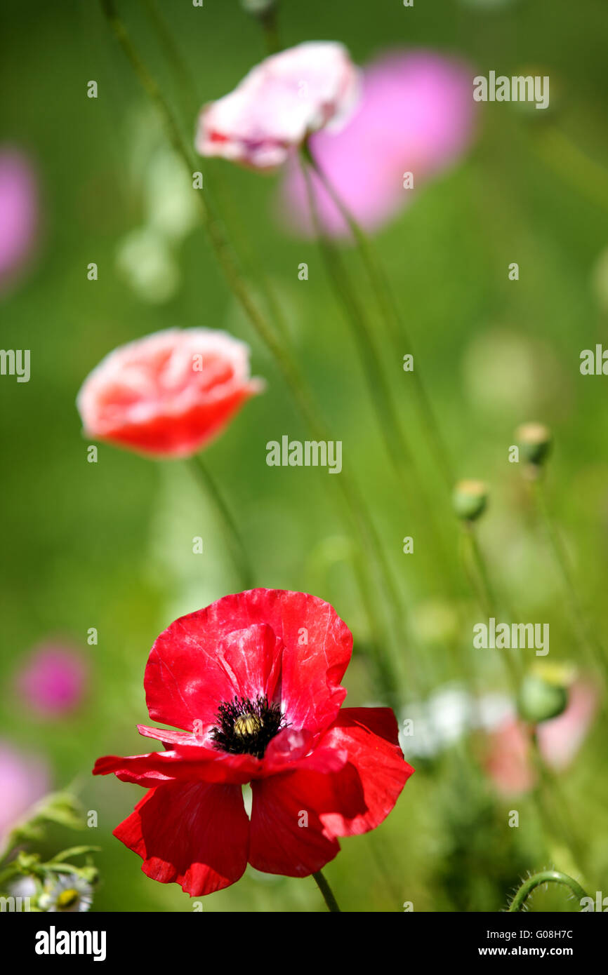 Mohnblumen mohnblumen wildblumen hi-res stock photography and images ...