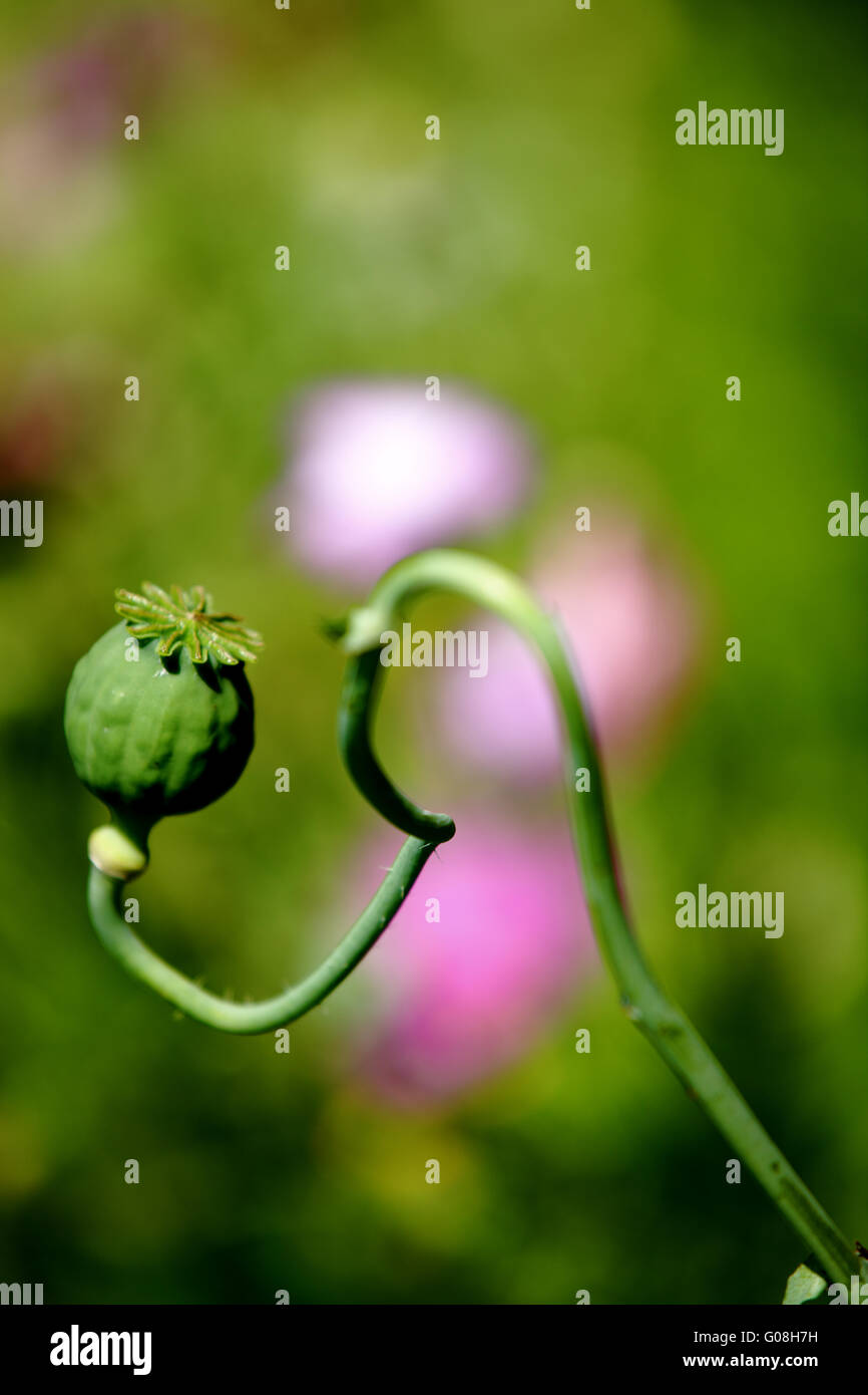 Curved flower hi-res stock photography and images - Alamy