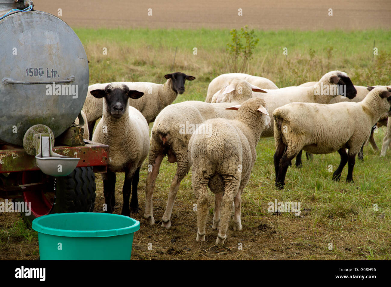 Land of sheep hi-res stock photography and images - Alamy