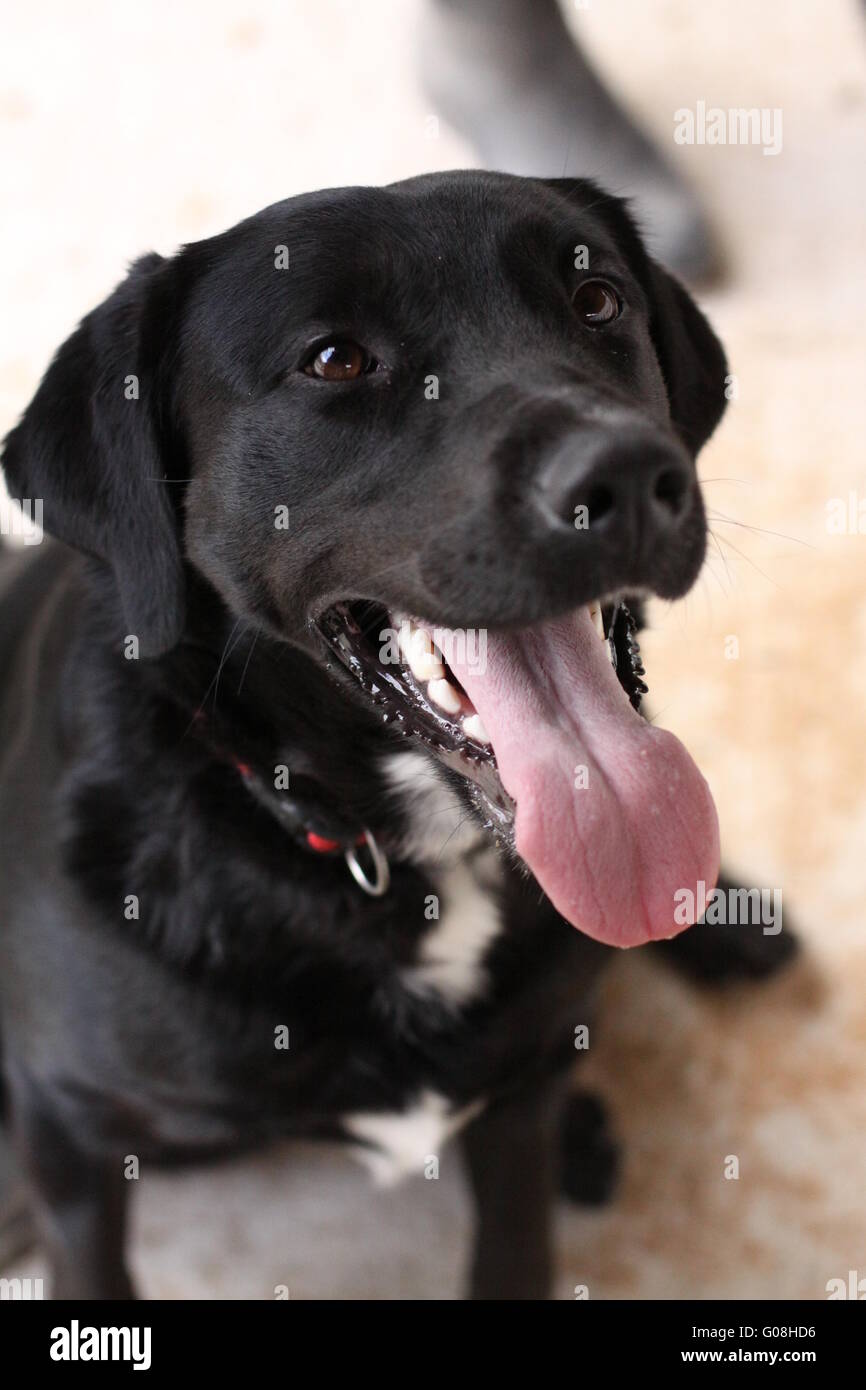 She dog hi-res stock photography and images - Alamy