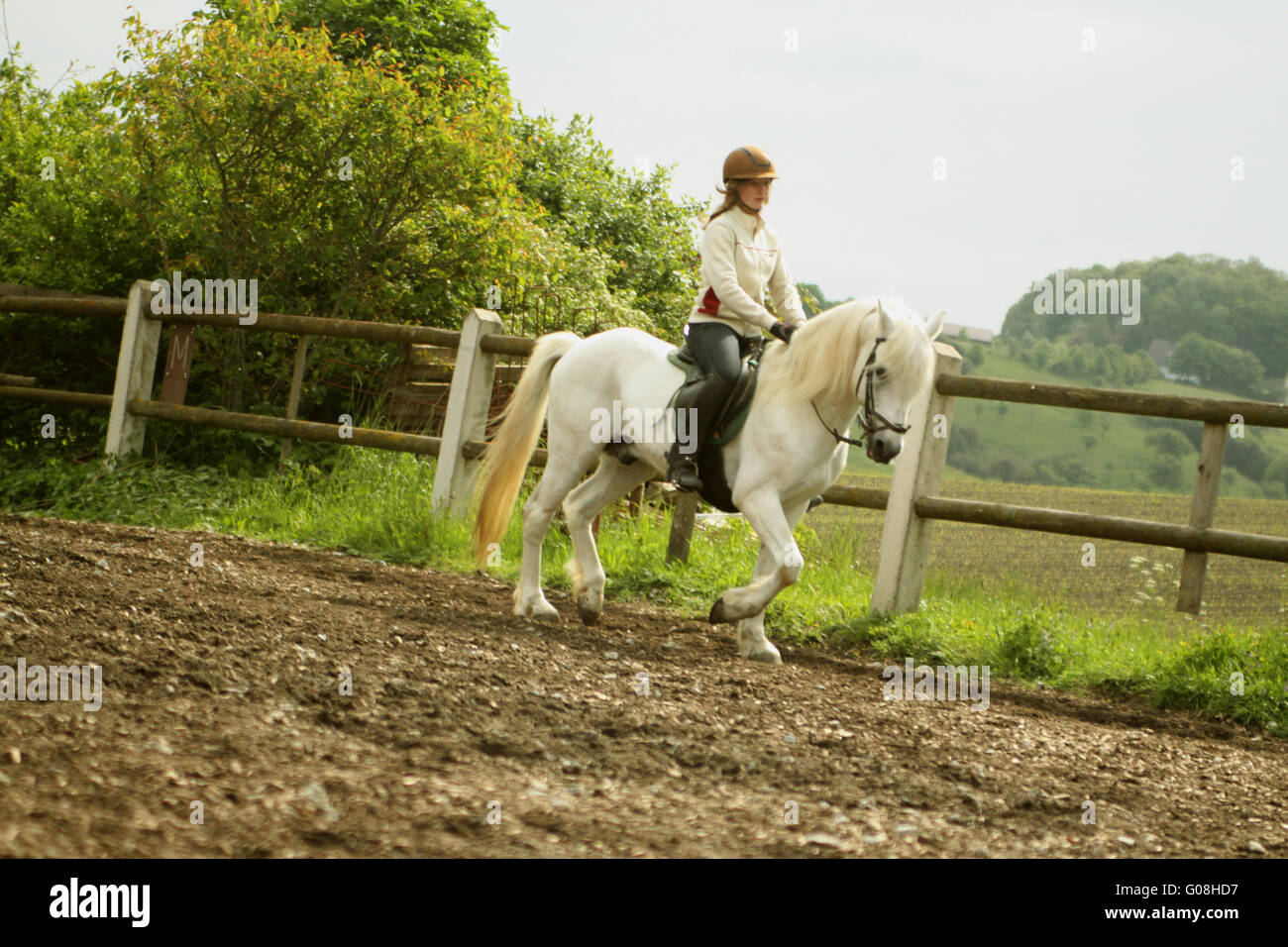 Horse connemara pony stallion hi-res stock photography and images - Alamy