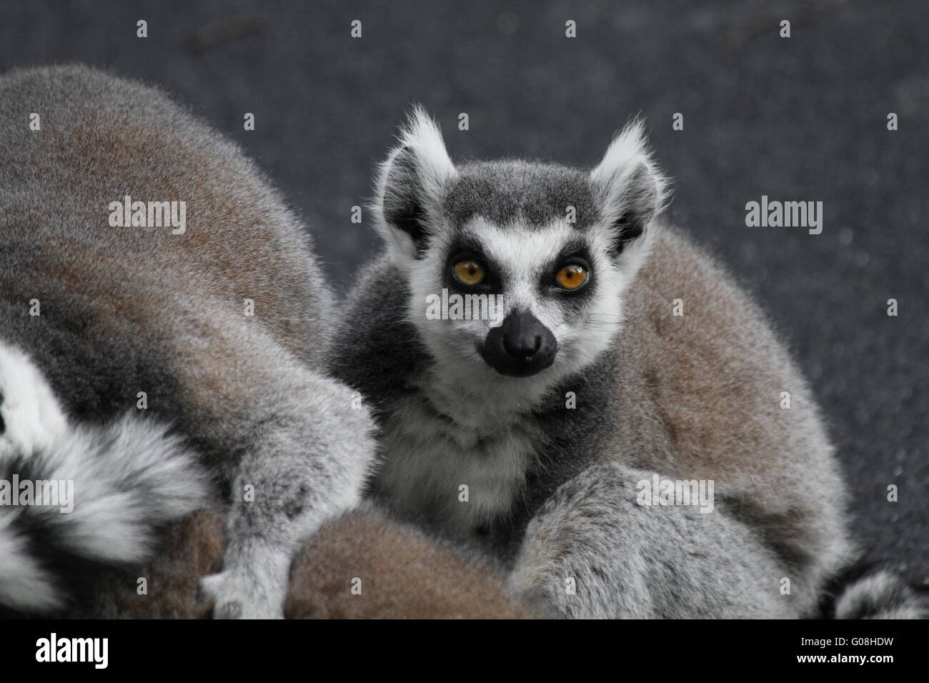 Madagaskar tier hi-res stock photography and images - Alamy