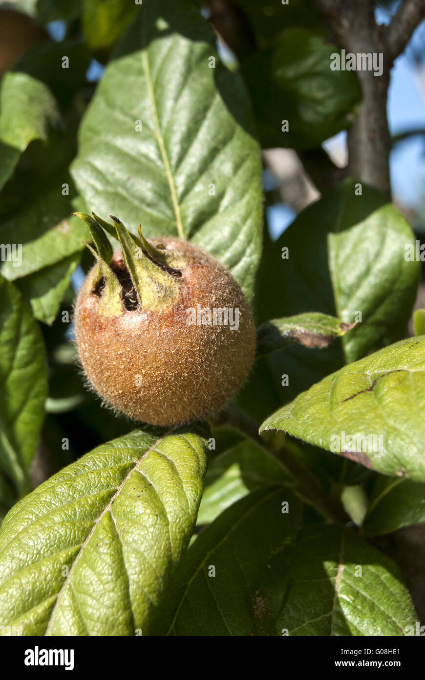 Fresh medlar fruit hanging on tree branch Stock Photo - Alamy
