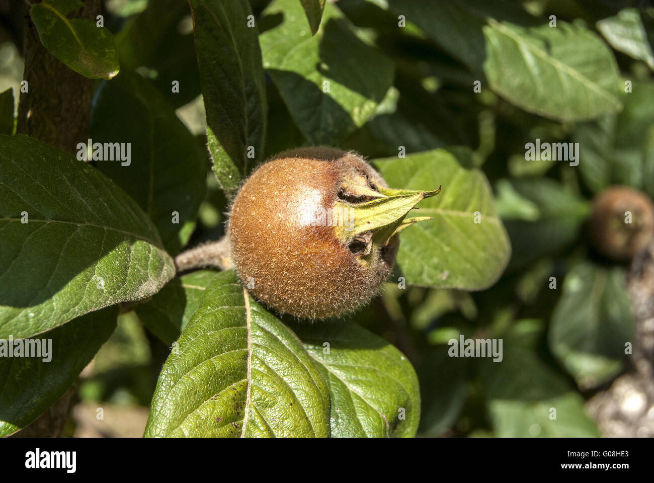 Fruit hanging on tree hi-res stock photography and images - Alamy