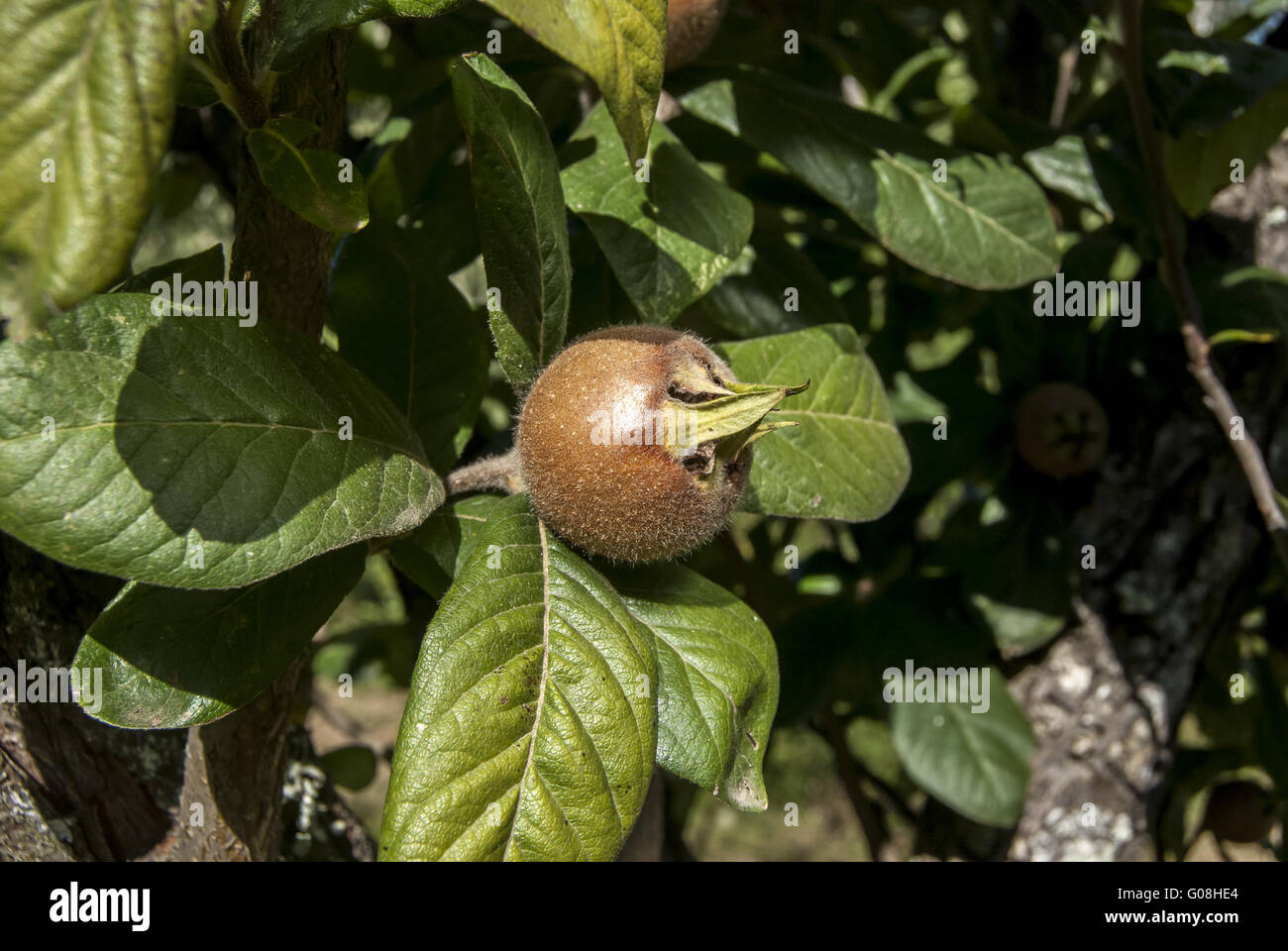 Fruit hanging on tree hi-res stock photography and images - Alamy