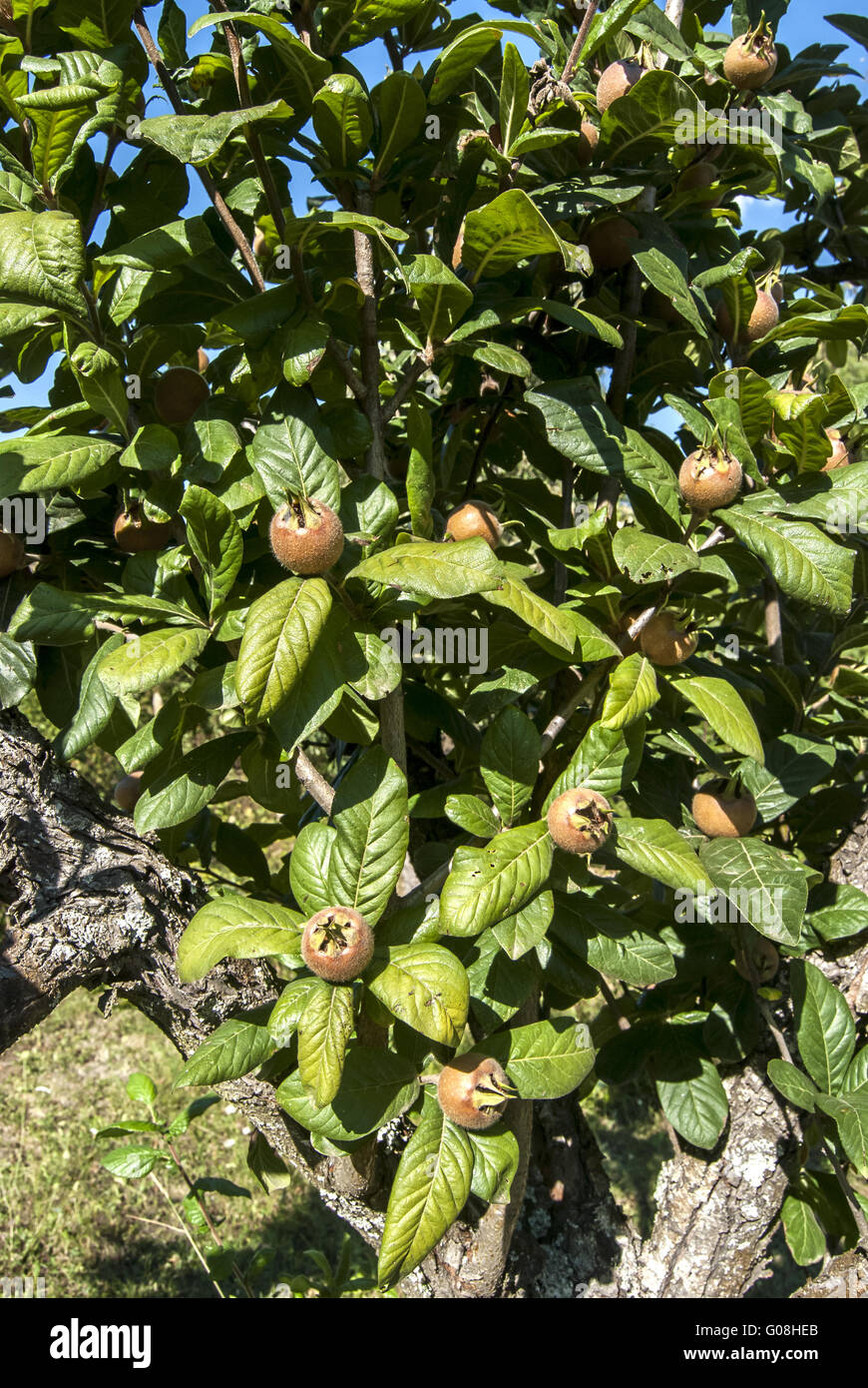 Medlar tree closeup with fresh fruits in sunny day Stock Photo - Alamy