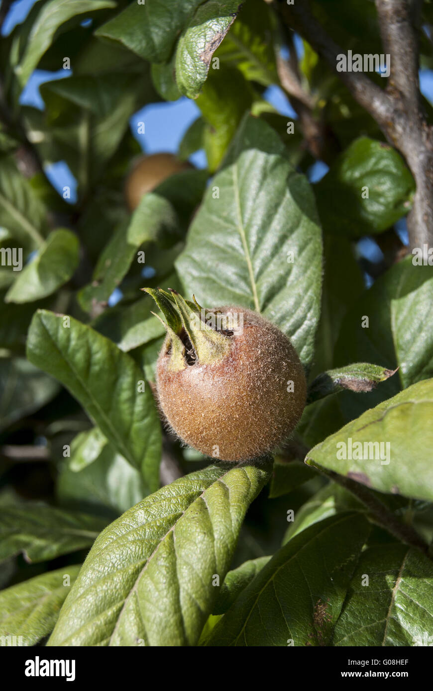 Fruit hanging on tree hi-res stock photography and images - Alamy