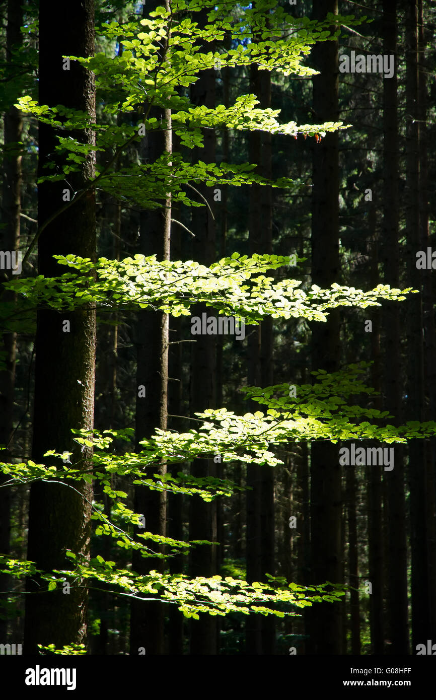 Bewitched hi-res stock photography and images - Alamy