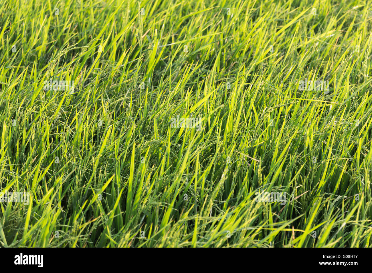 Tall grasses grow in hi-res stock photography and images - Alamy