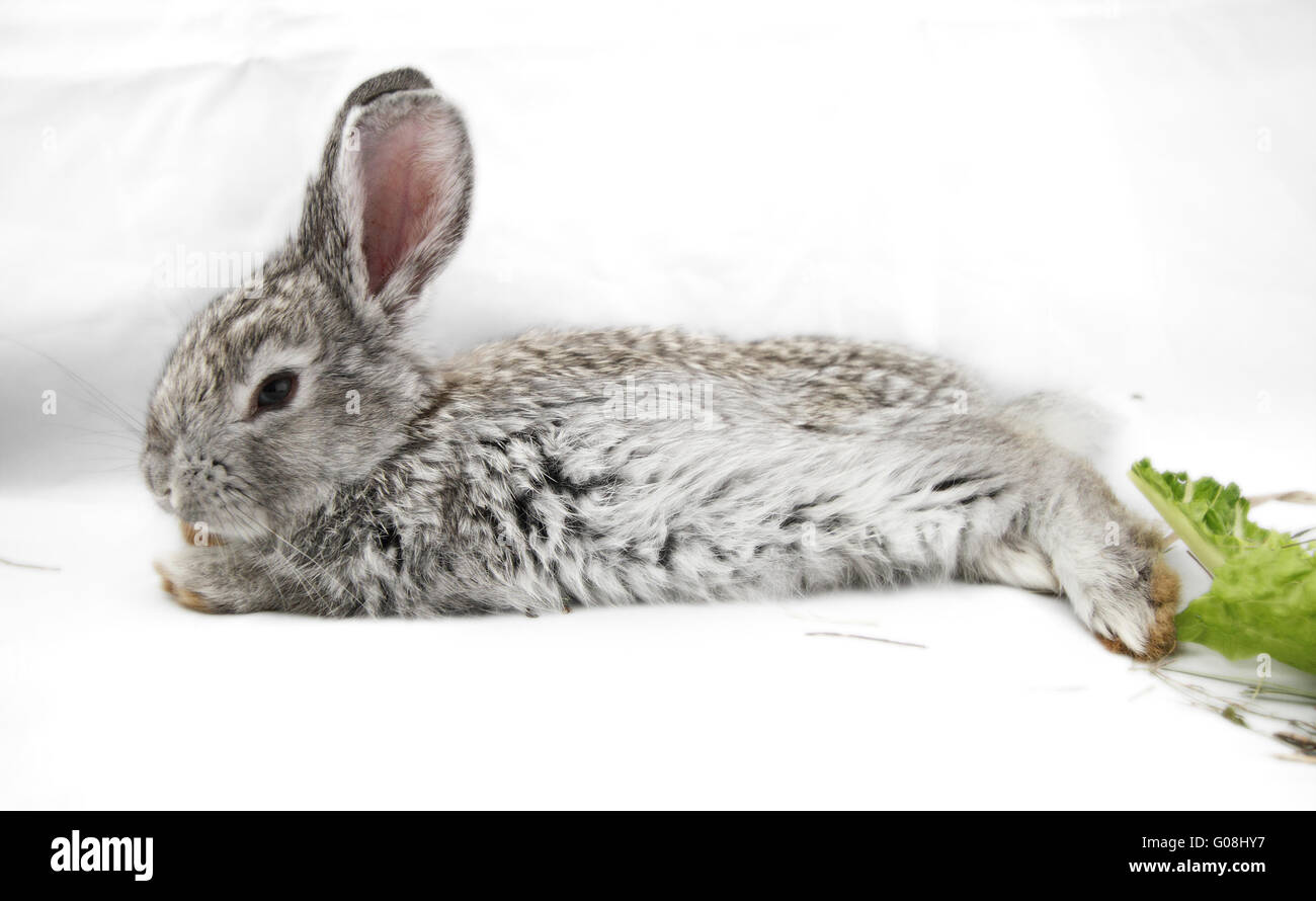 Gray rabbit bunny isolated on white background Stock Photo - Alamy