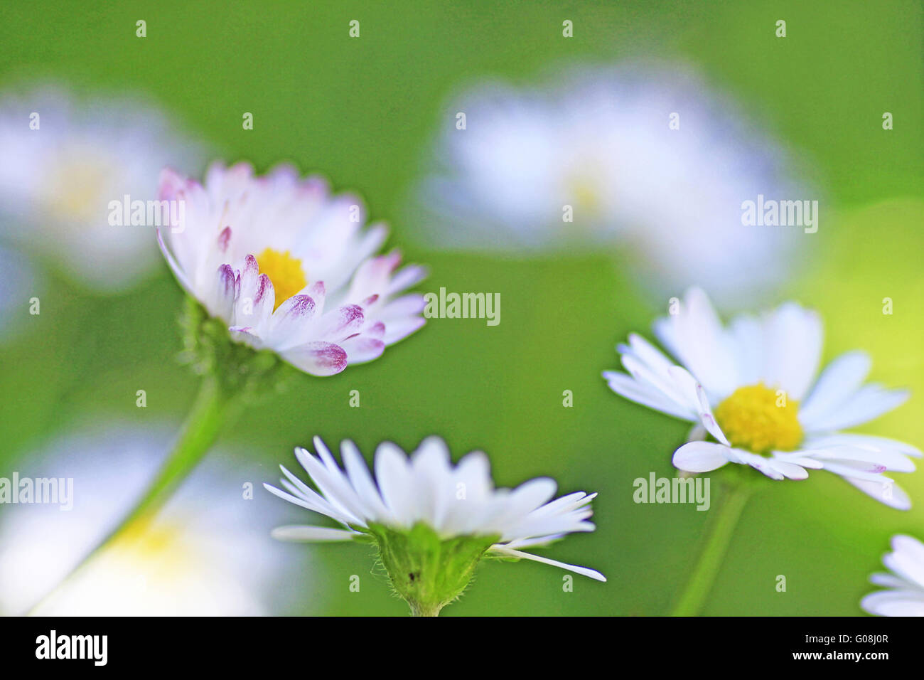 Beauty daisy hi-res stock photography and images - Alamy