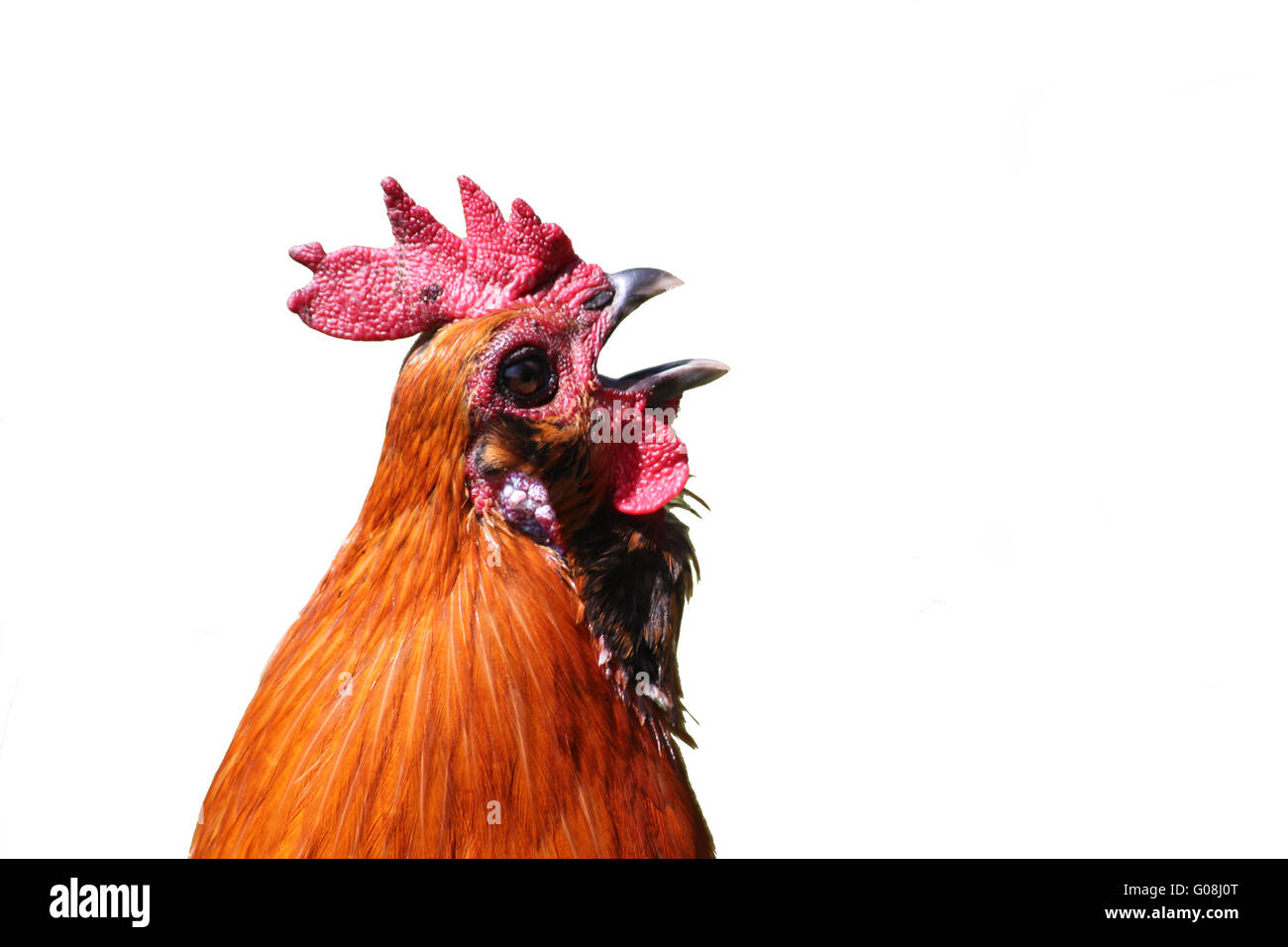Domestic fowl crowing rooster hi-res stock photography and images - Alamy
