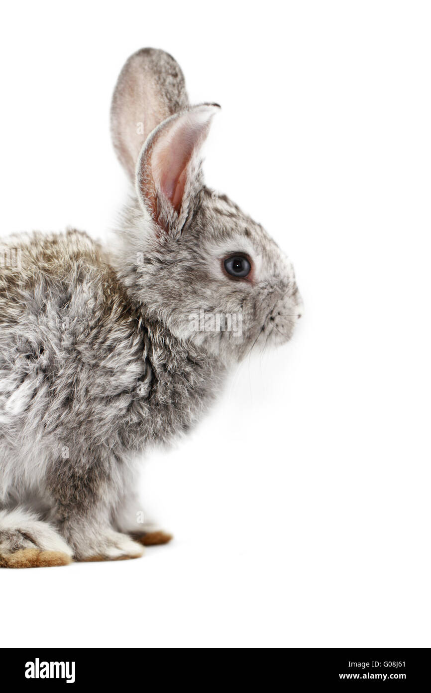 Gray rabbit bunny isolated on white background Stock Photo - Alamy