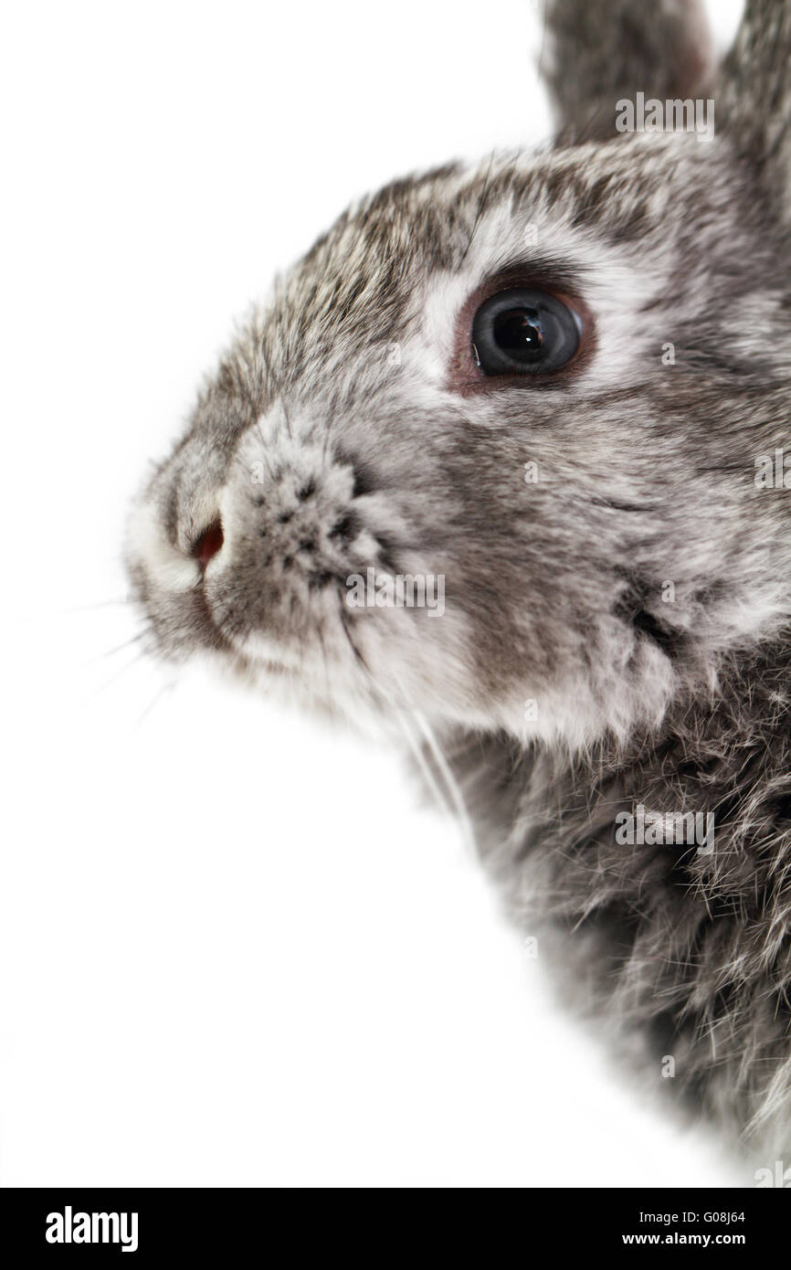 Gray rabbit bunny isolated on white background Stock Photo - Alamy