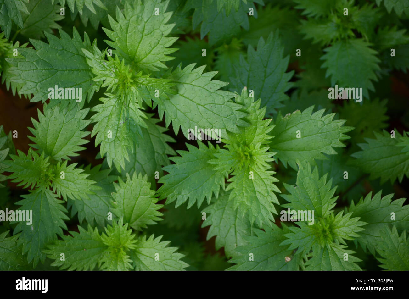 Poison Nettles High Resolution Stock Photography and Images - Alamy