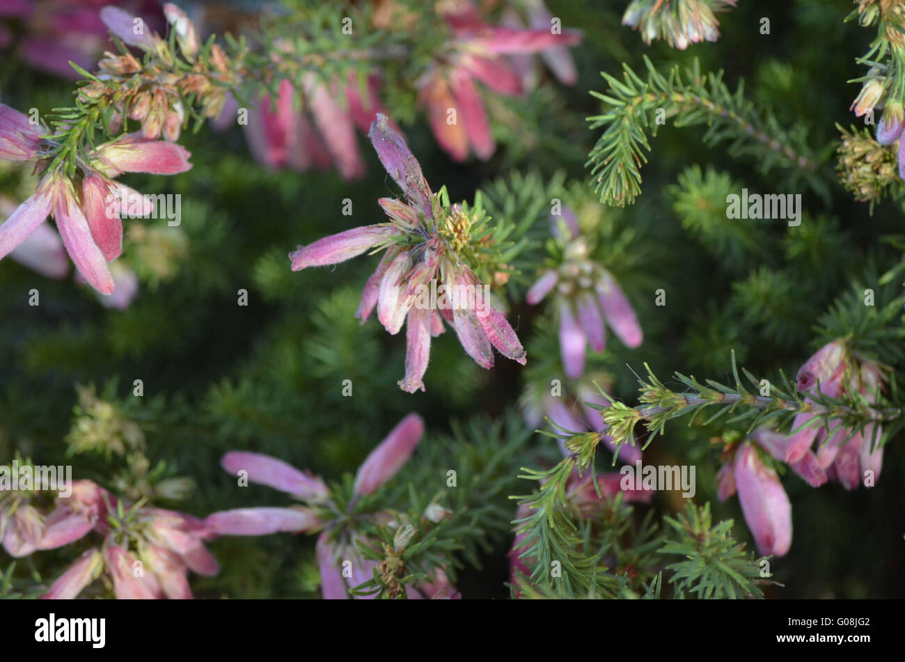 Pink heath flower hi-res stock photography and images - Alamy