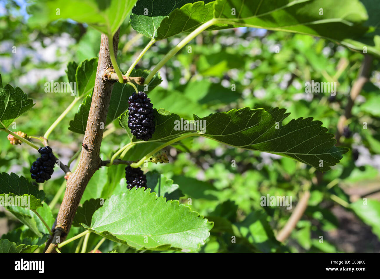Mulberry on a tree branch Stock Photo - Alamy