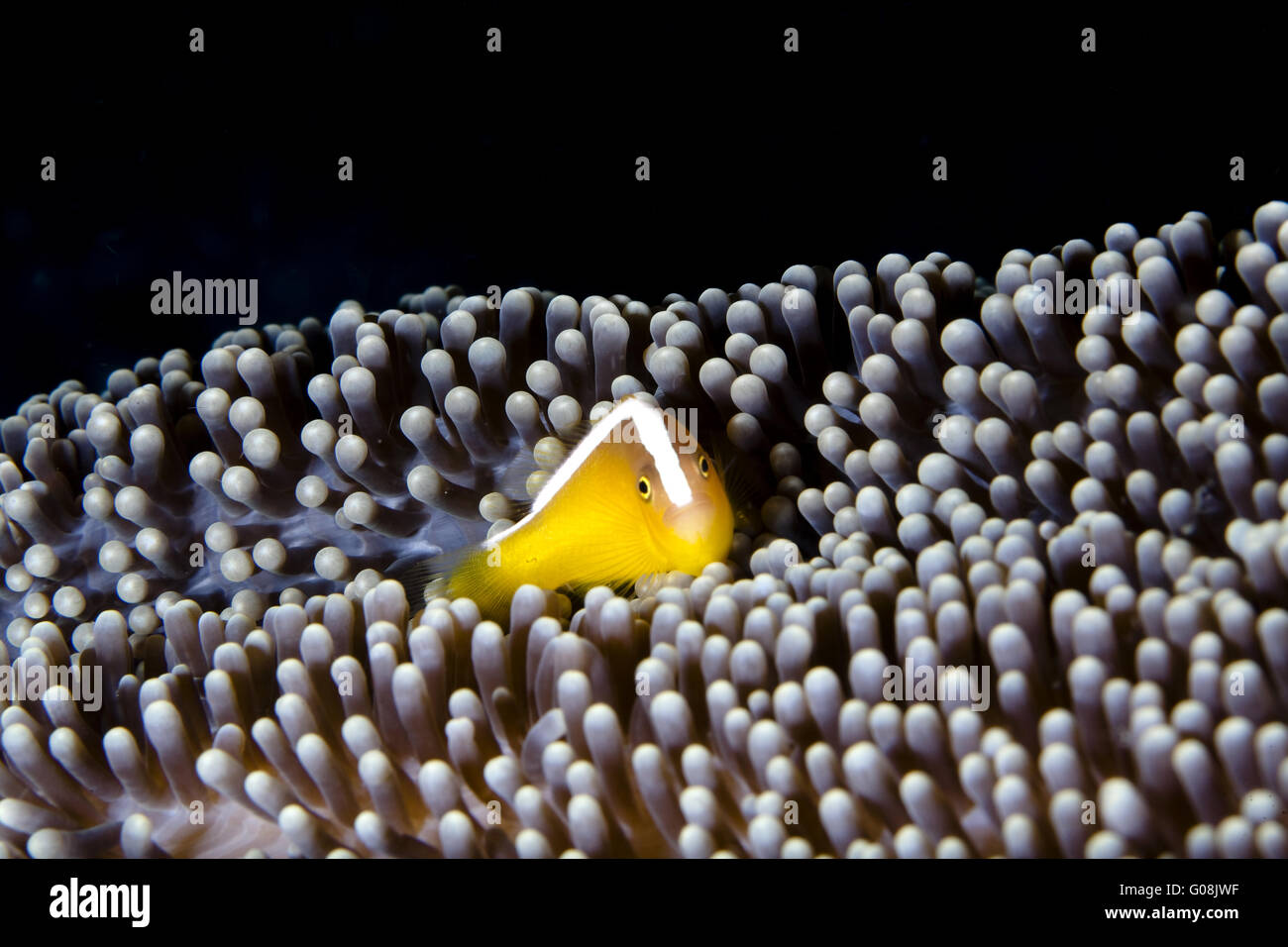 Cuddling by ocean hi-res stock photography and images - Alamy