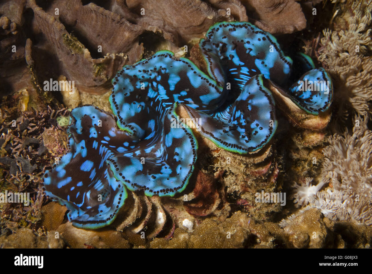 Big blue shell hi-res stock photography and images - Alamy