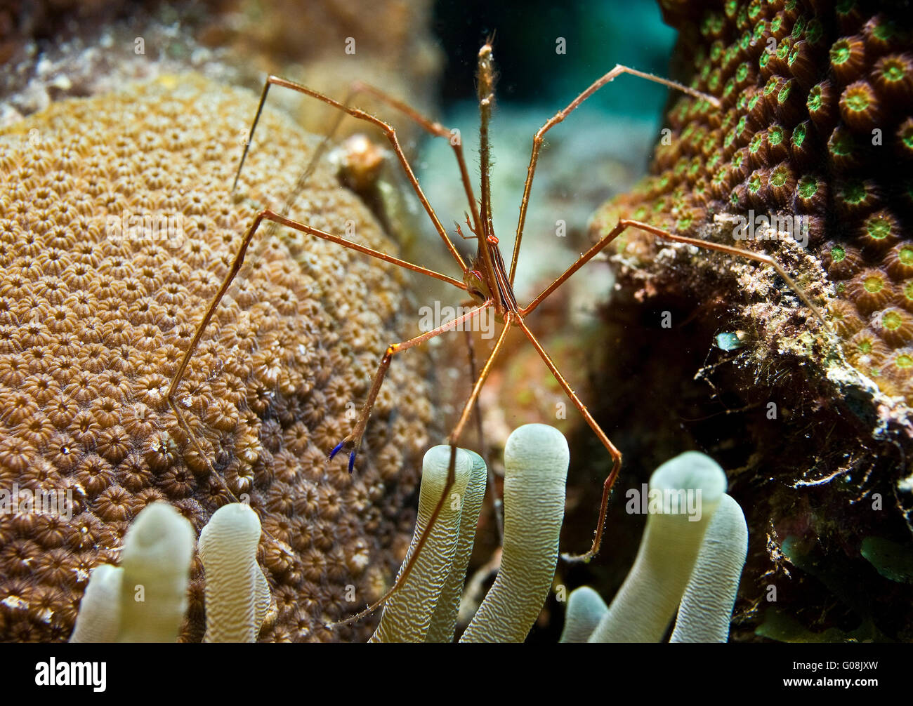 Spider crab coral reef caribbean hi-res stock photography and images ...