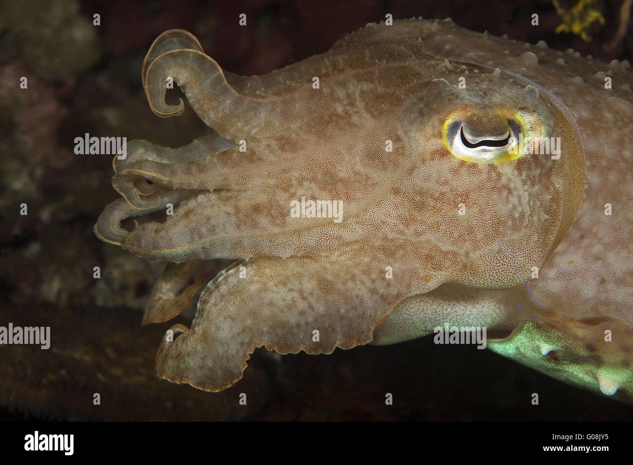 portrait of a cattle fish Stock Photo - Alamy
