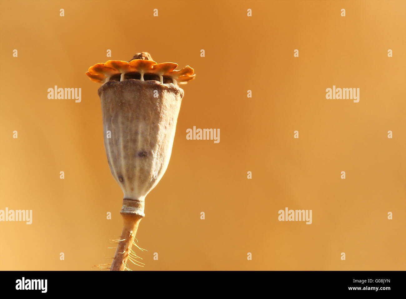 Poppy capsule looks like a roof with windows Stock Photo - Alamy