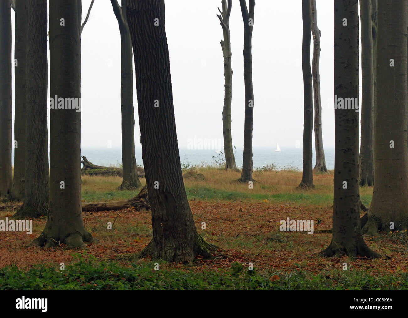 Beech bole hi-res stock photography and images - Alamy