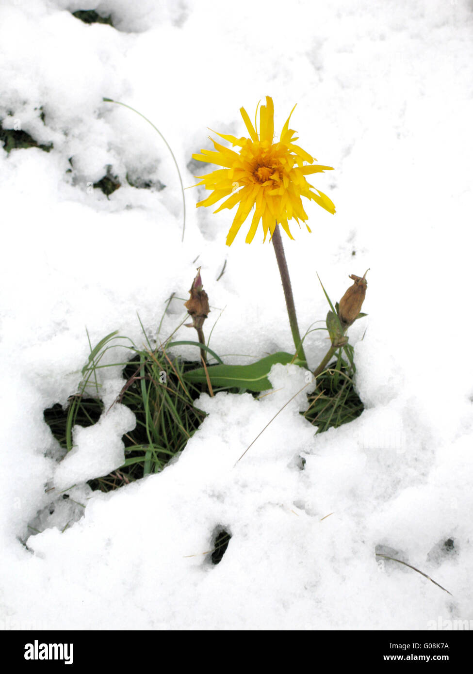 Alpine arnica montana close hi-res stock photography and images - Alamy