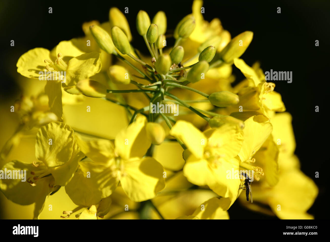 Rape flower Closeup Stock Photo - Alamy