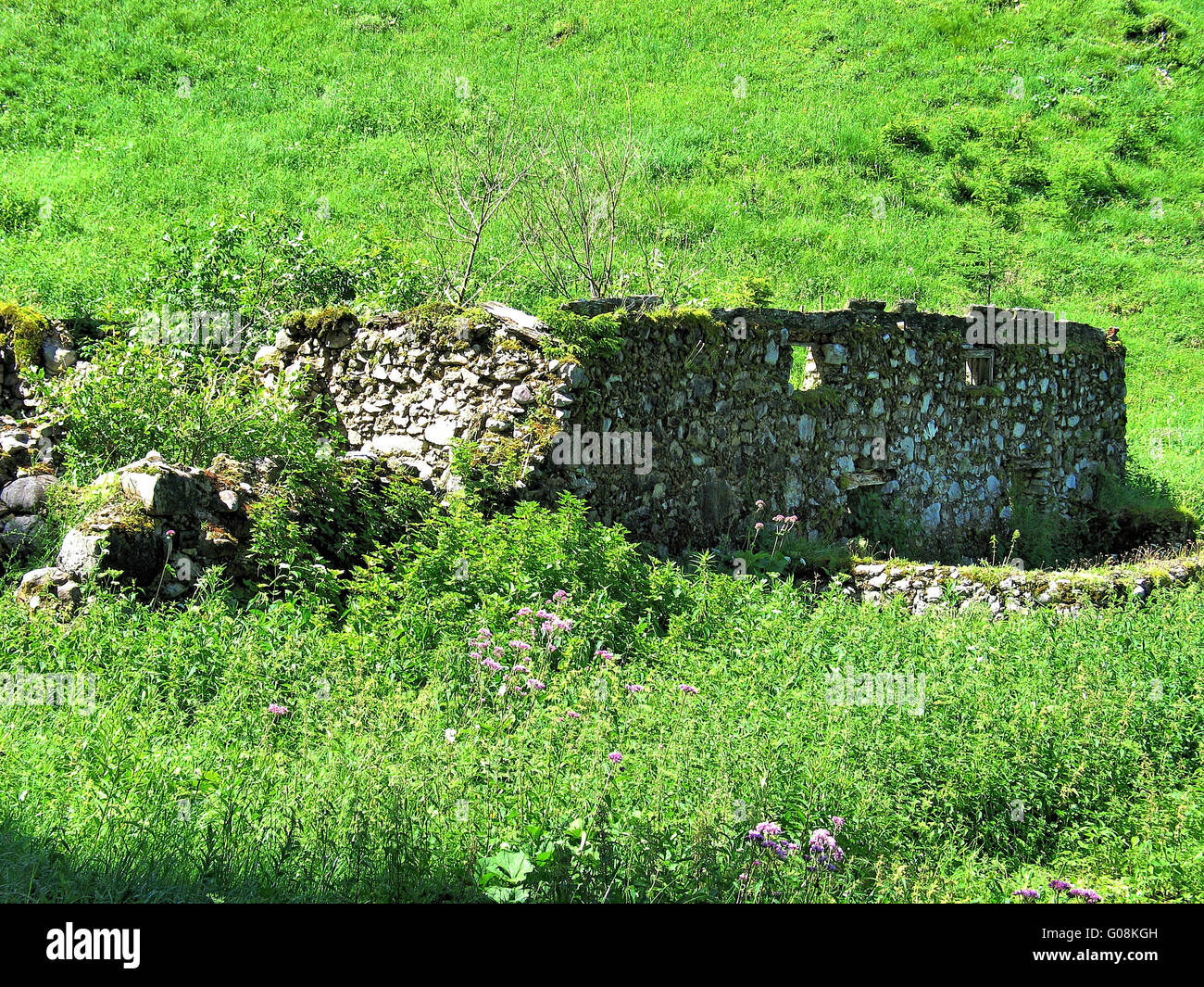 Abandoned pasture hi-res stock photography and images - Alamy