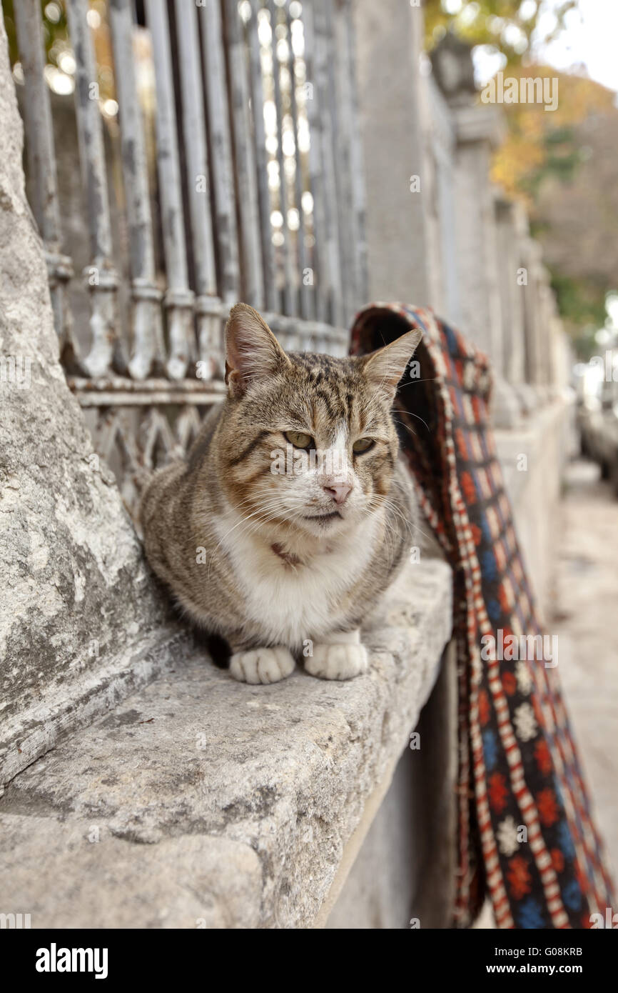Cat colours hi-res stock photography and images - Alamy