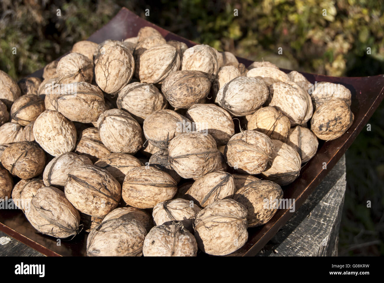 Freshly picked walnuts in wooden platter on log Stock Photo - Alamy