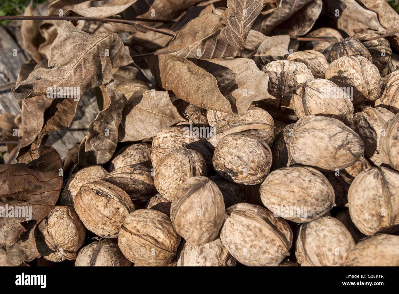 Dry lea hi-res stock photography and images - Alamy