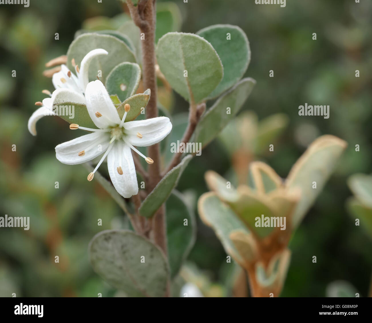 White Correa Flower Stock Photo - Alamy
