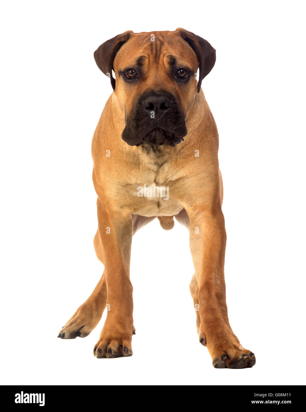 South african bulldog hi-res stock photography and images - Alamy