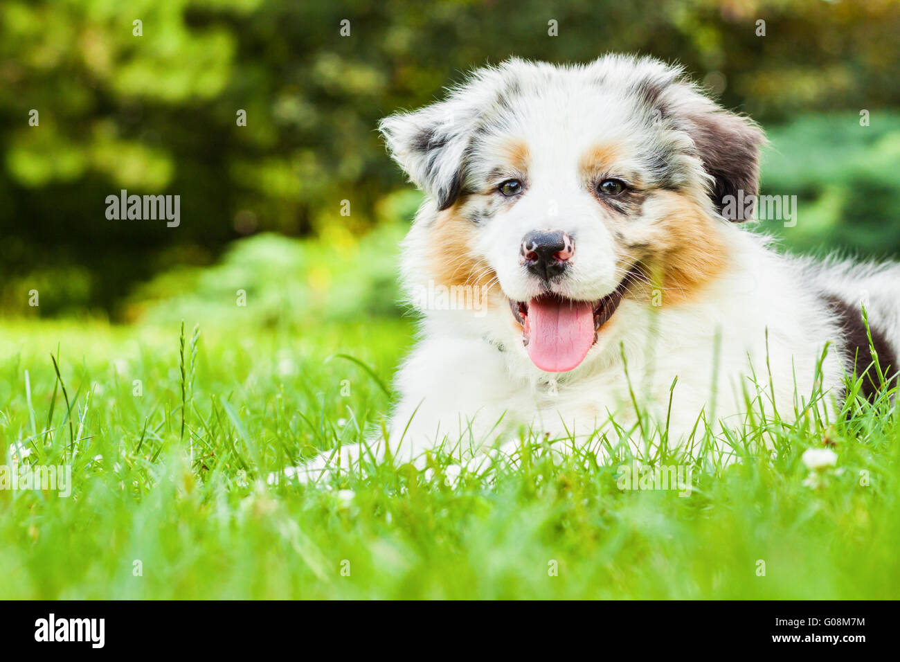 Baby doggy hi-res stock photography and images - Alamy