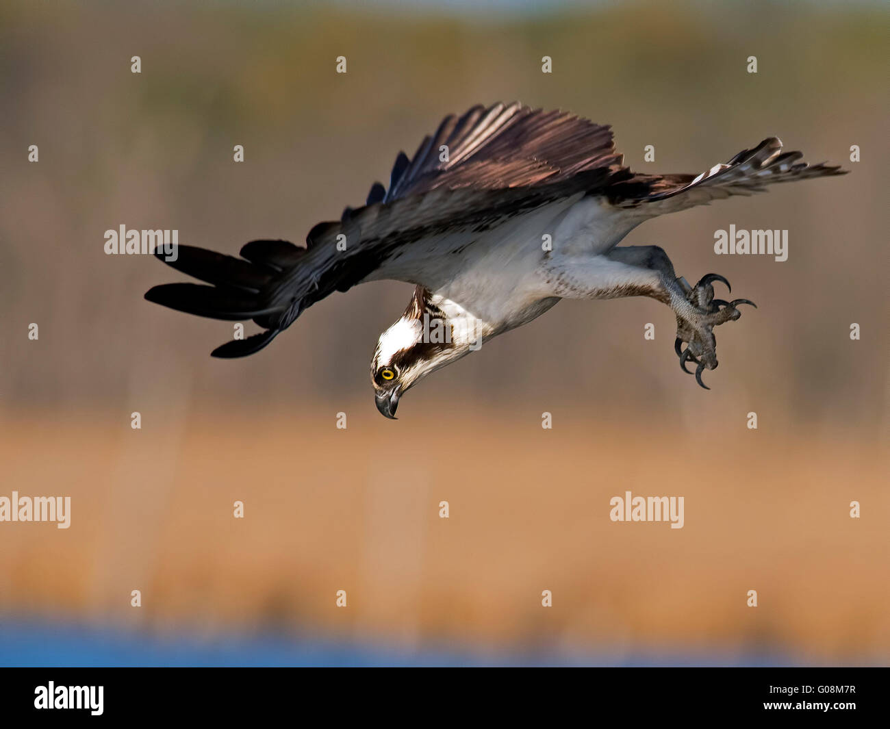 Osprey in Mid Fish Dive Stock Photo - Alamy