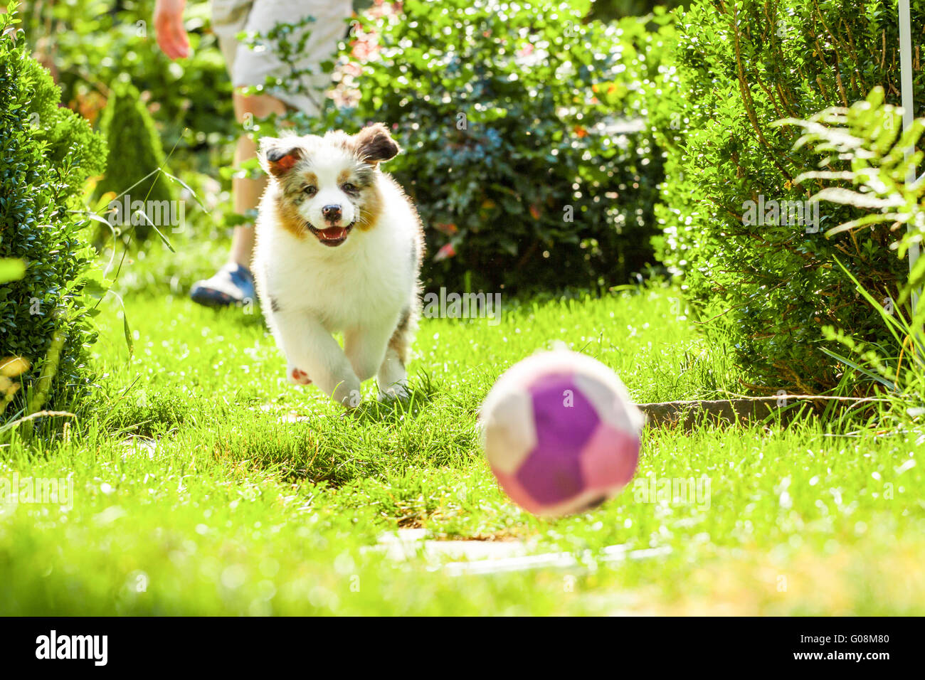 Puppy lying down outside hi-res stock photography and images - Alamy