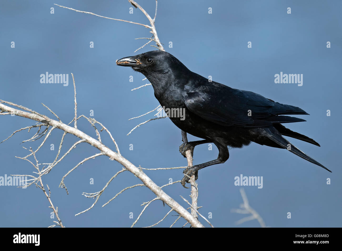 American crow hi-res stock photography and images - Alamy
