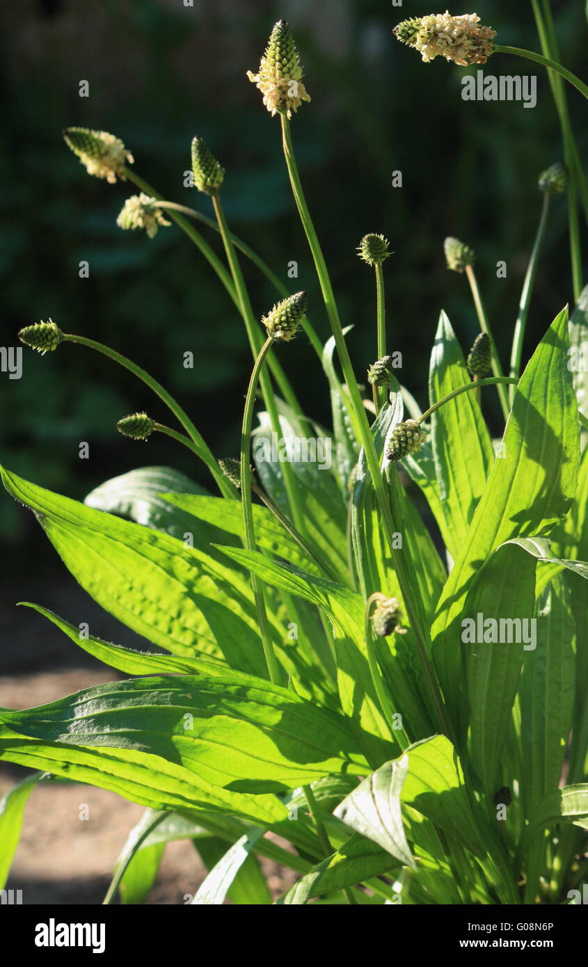 Plantain, a medicinal plant of 2014 Stock Photo - Alamy