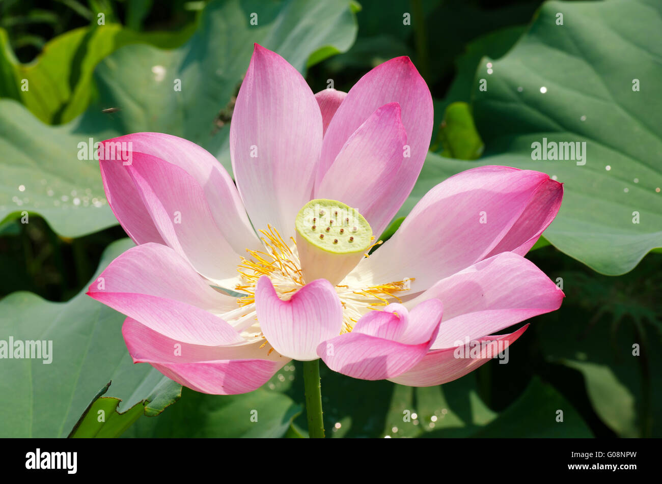 Lotus flower farm hi-res stock photography and images - Alamy