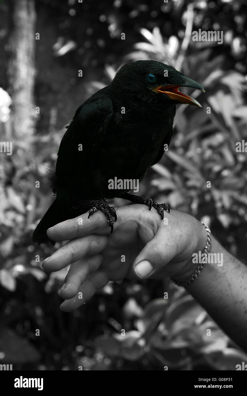 Young raven hi-res stock photography and images - Alamy