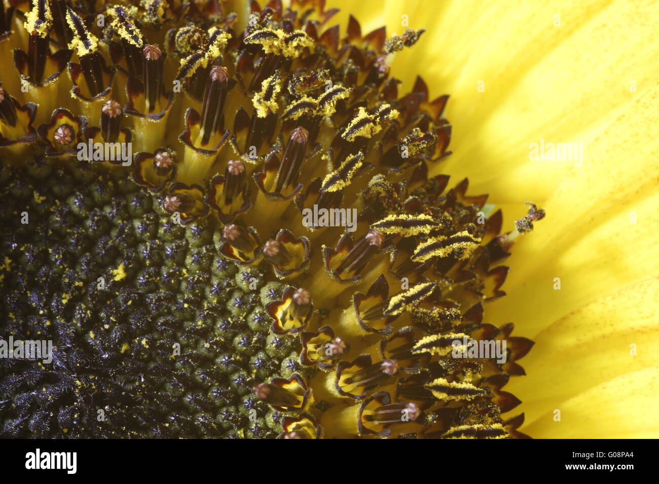 Sun flower seeds hi-res stock photography and images - Alamy